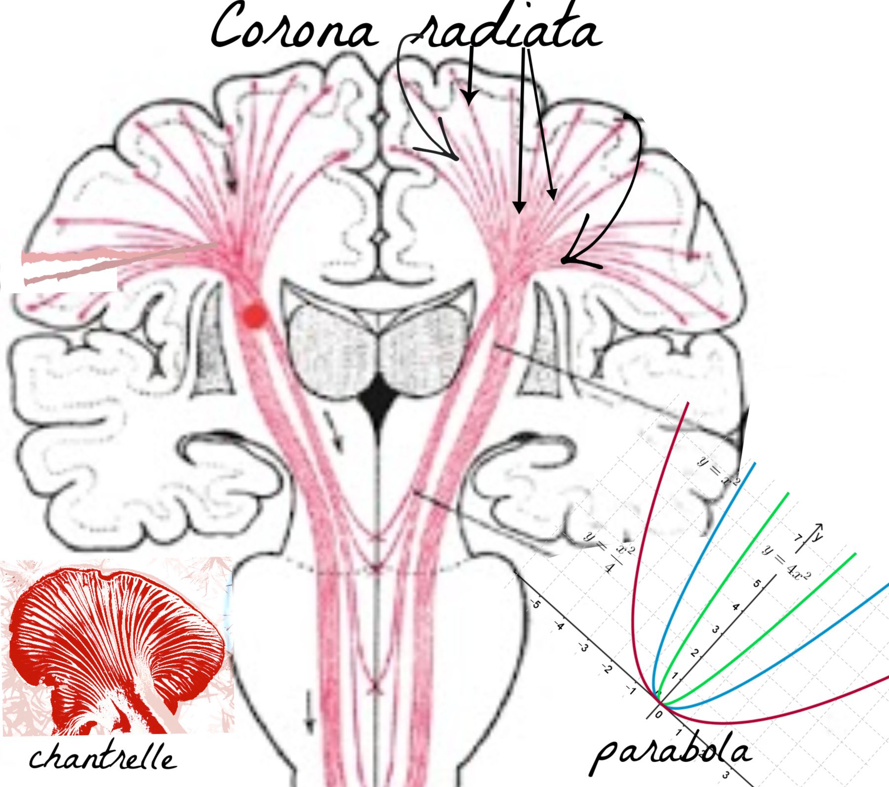 Five Myths: A Daughter's Guide to Surviving (your mother's) Stroke ...